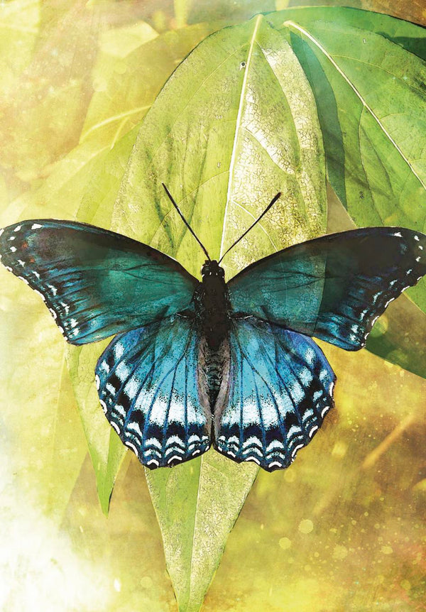 Butterfly Transformations - Dragonfly Art and Soul Metaphysical Shop